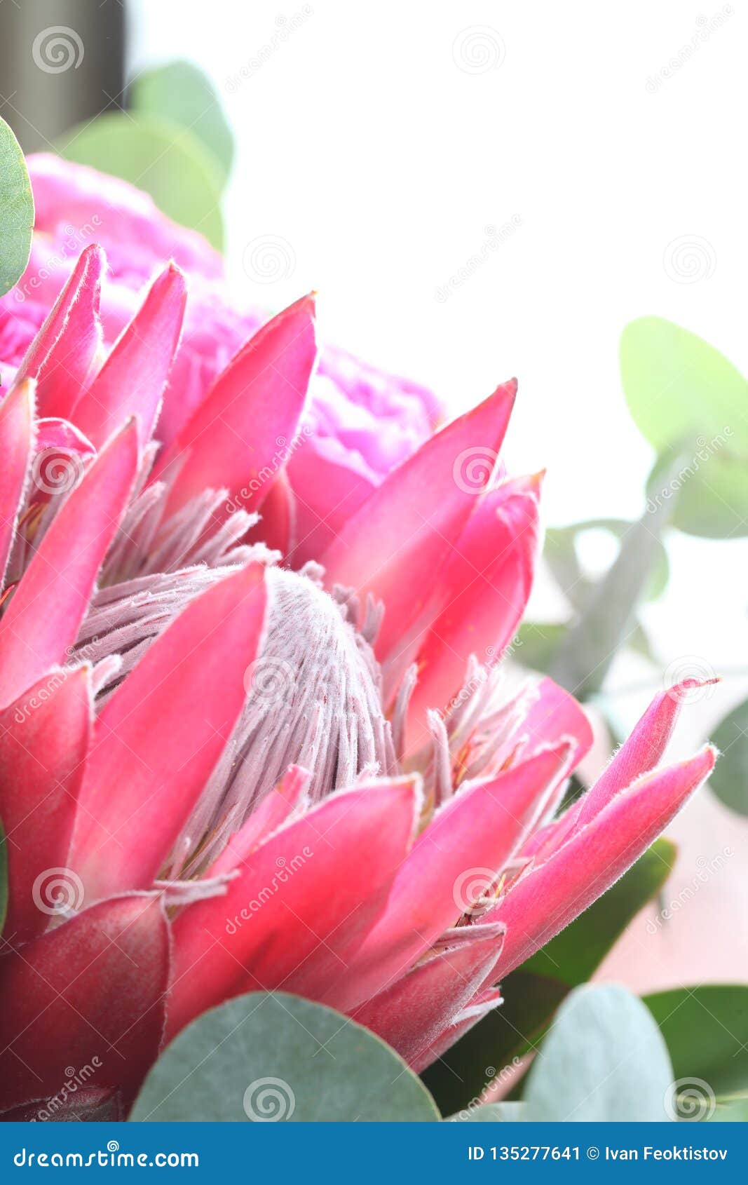Red Protea flower stock image. Image of flower, floral - 135277641
