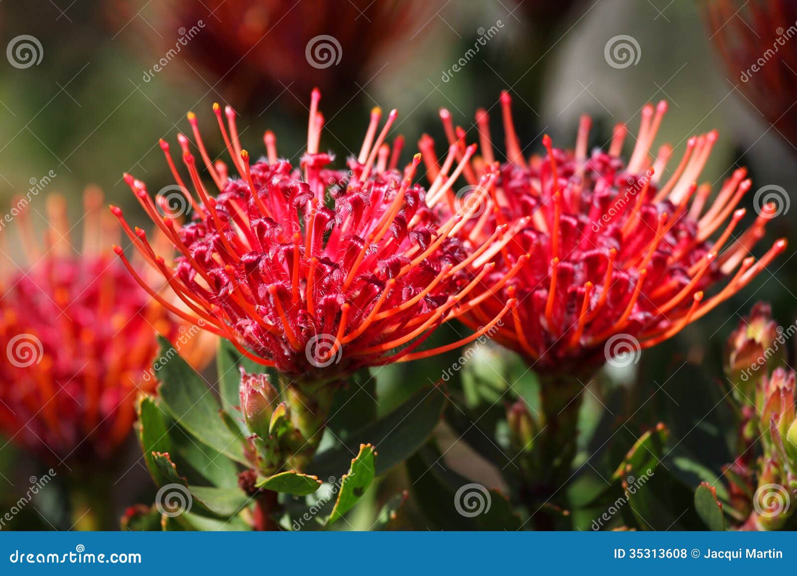 Red protea flowers stock photo. Image of bright, close - 35313608