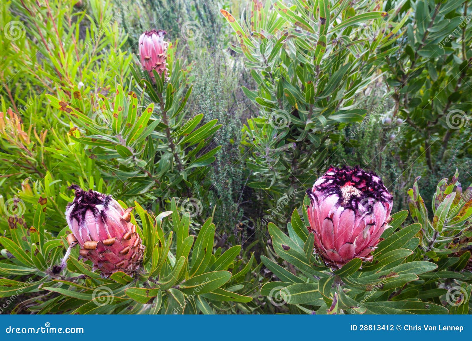 Red Protea Flowers Vegetation Stock Photo - Image of flowers, cape ...