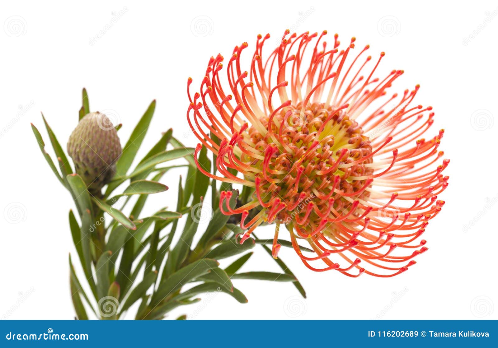 Red protea isolated stock image. Image of plant, flower - 116202689
