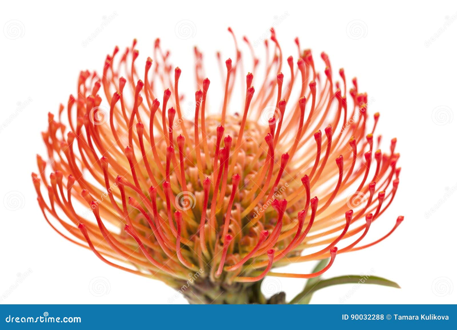 Red protea isolated stock photo. Image of leucospermum - 90032288