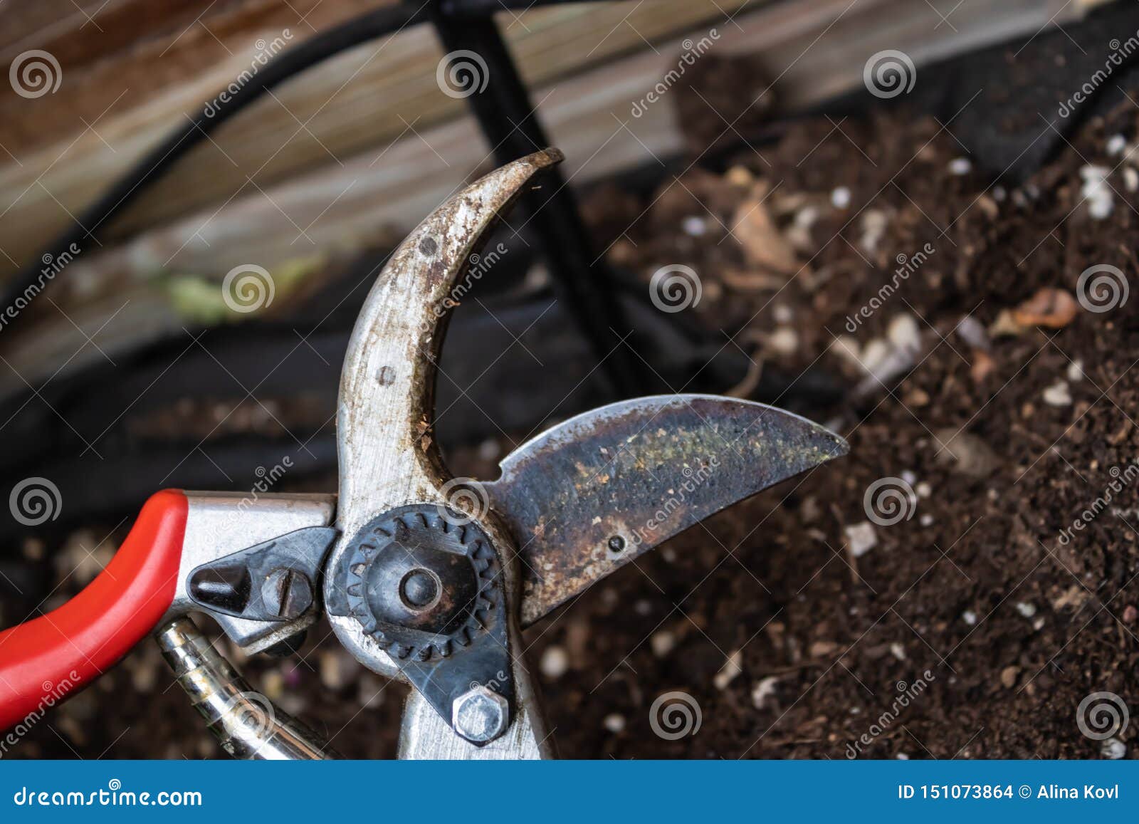 Red Pruning Shears Closeup with the Soil on the Background - Image ...