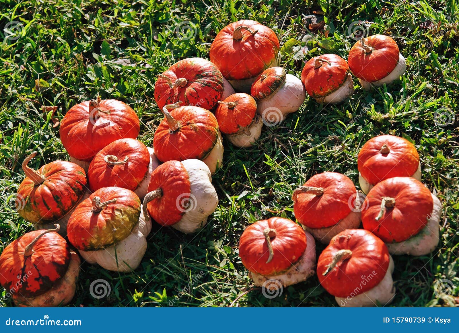 Red pumpkins stock image. Image of products, grass, gather - 15790739