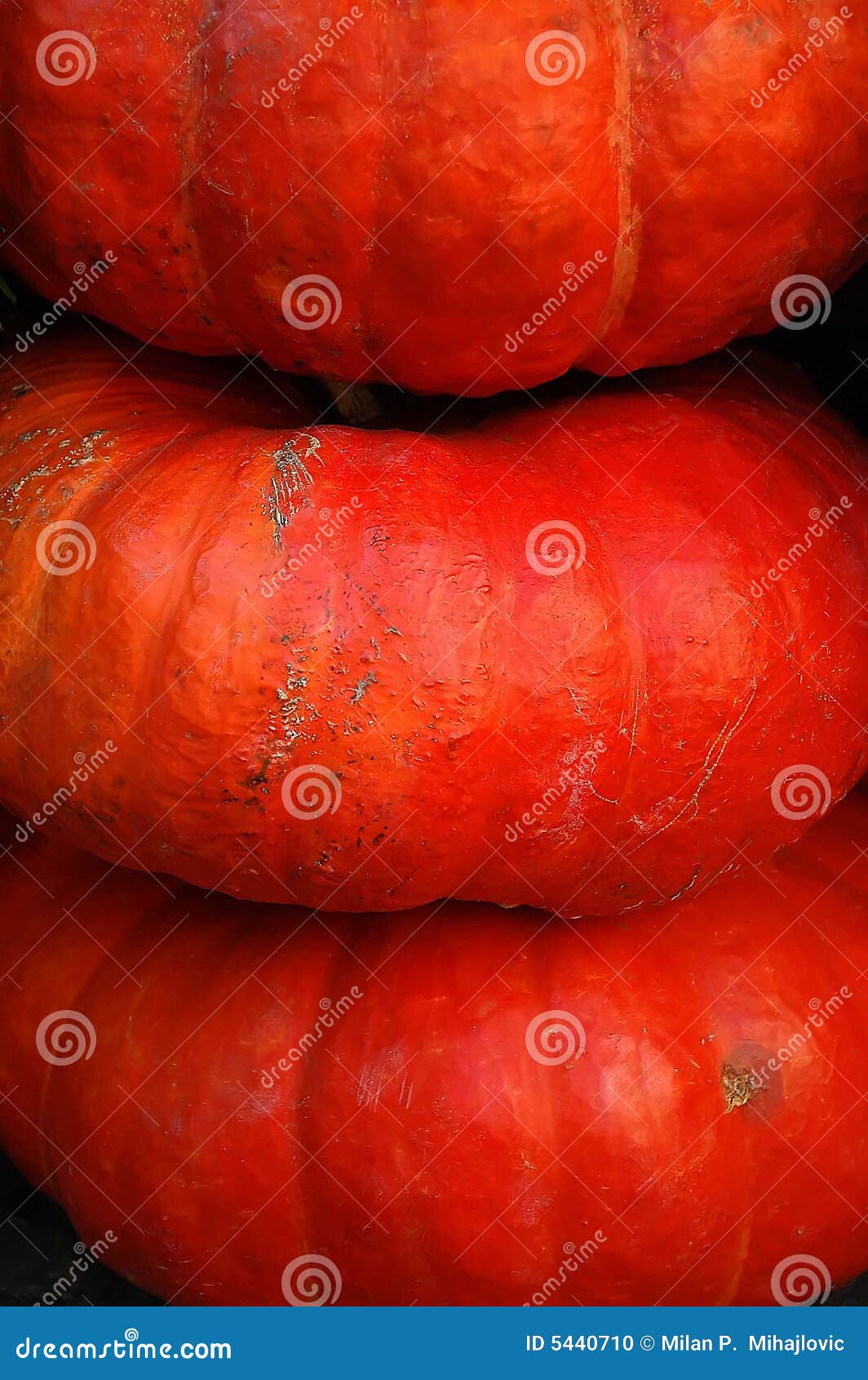 Red pumpkins stock photo. Image of nutritious, color, background - 5440710