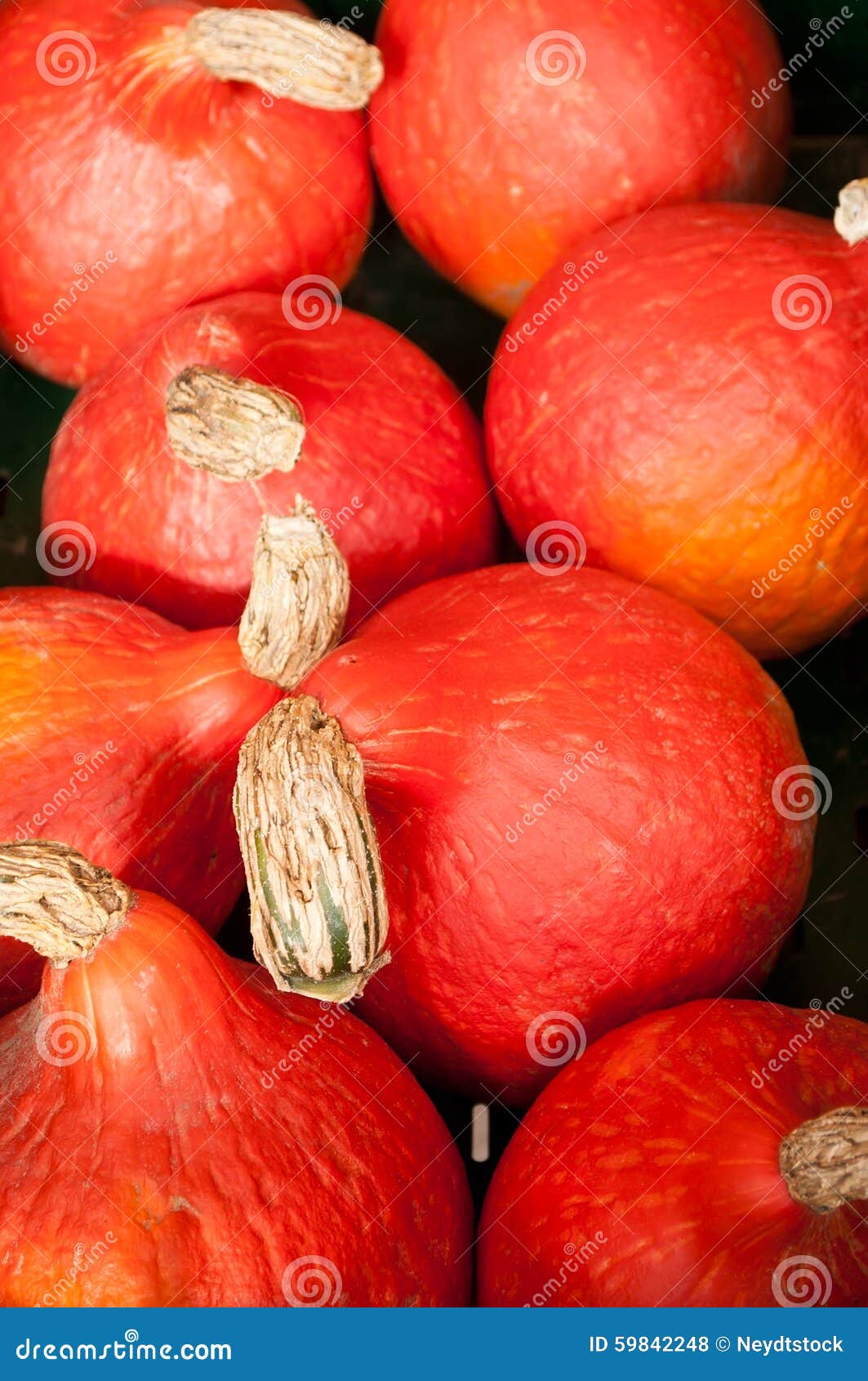 Red pumpkins in the market stock photo. Image of patch - 59842248
