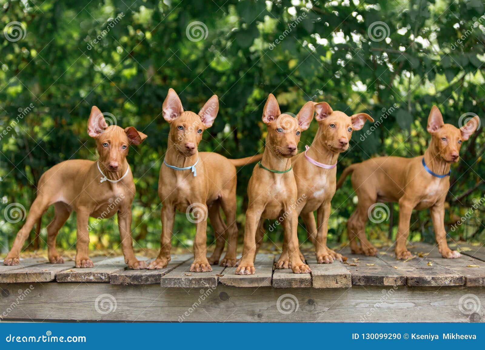 Red Puppy Pharaoh`s Red Dog in Nature Cute Stock Photo - Image of funny ...