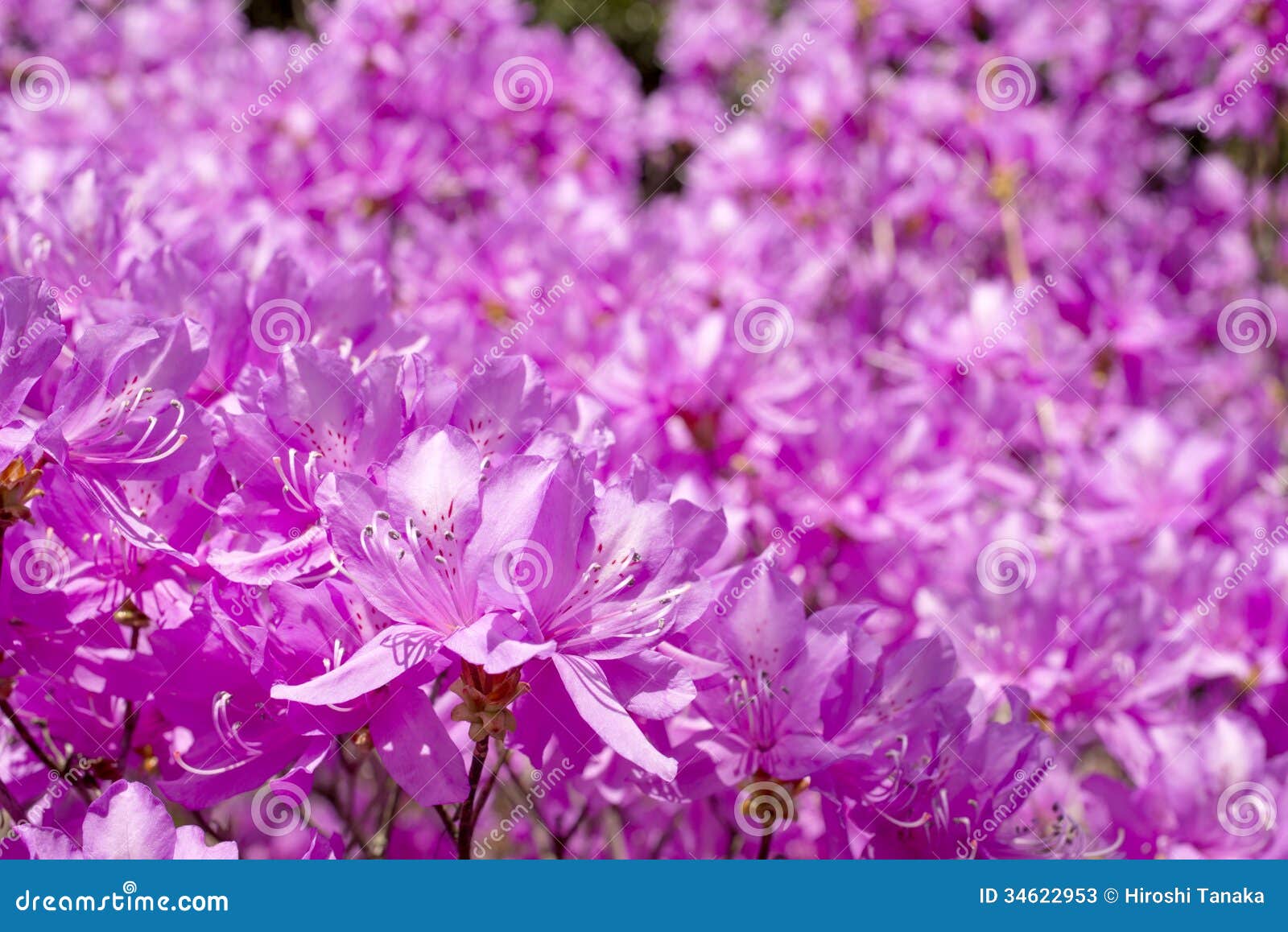Red purple azalea blossoms stock image. Image of wood - 34622953