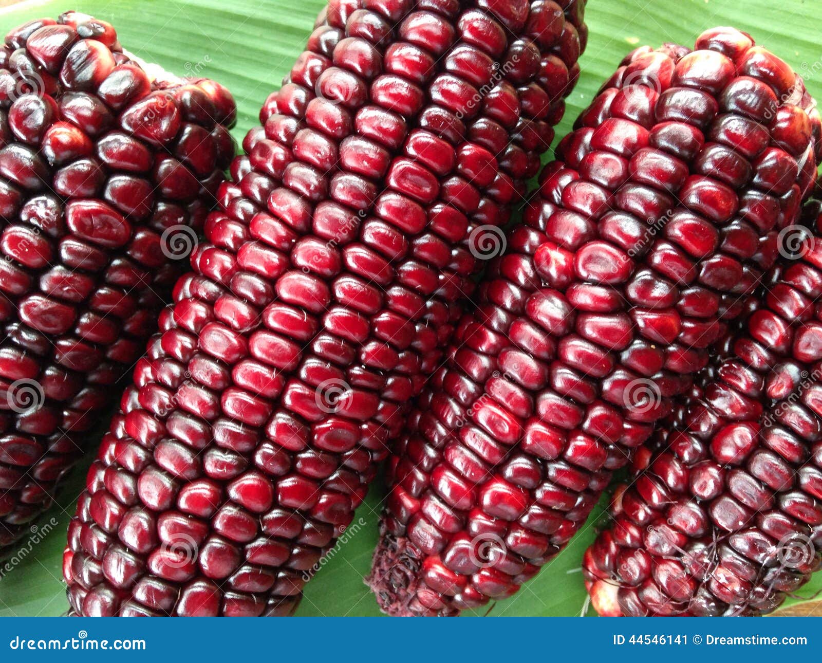 Red purple corn stock image. Image of corn, colour, purple - 44546141