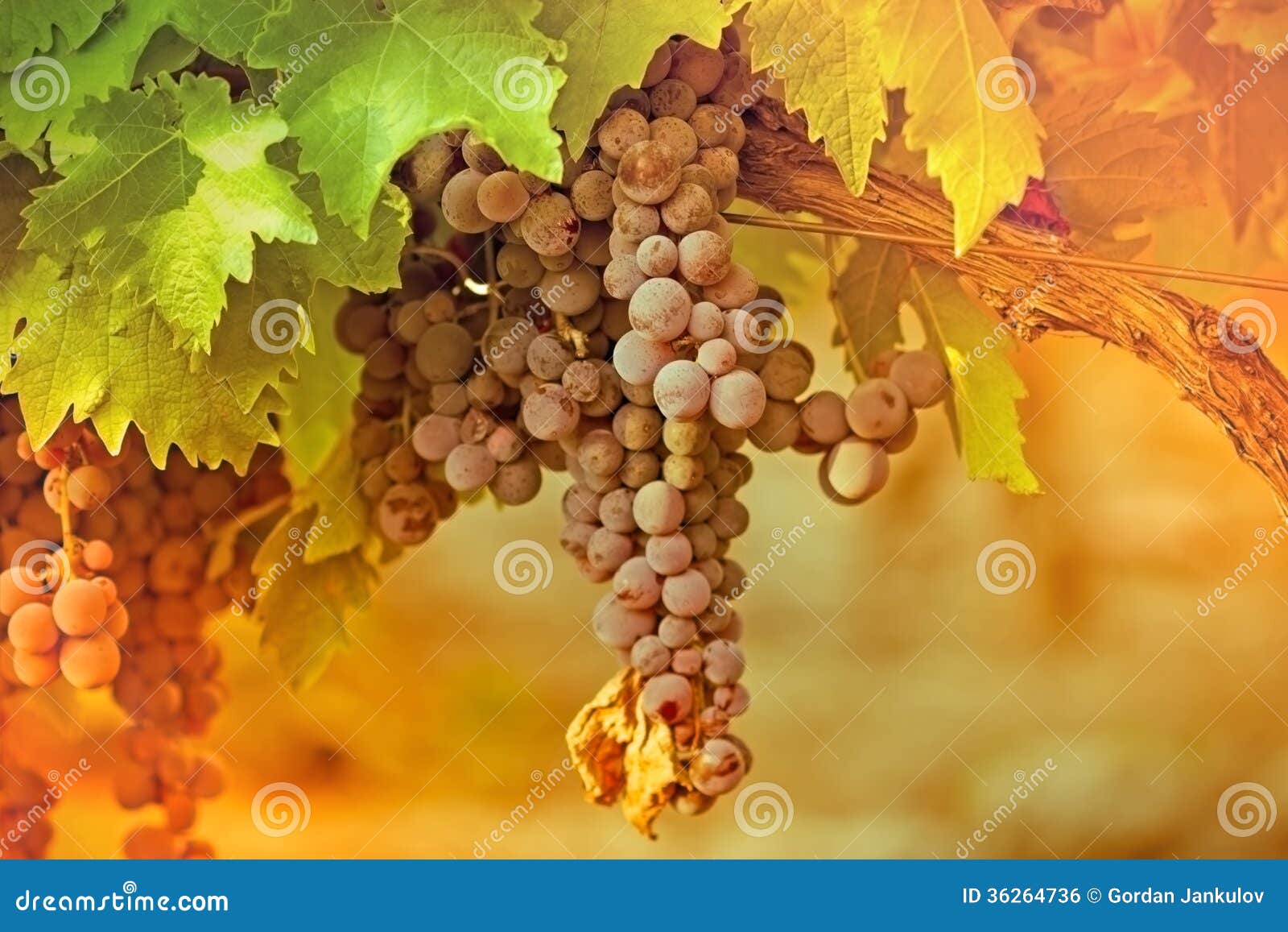 Red - purple grapes stock photo. Image of organic, ground - 36264736