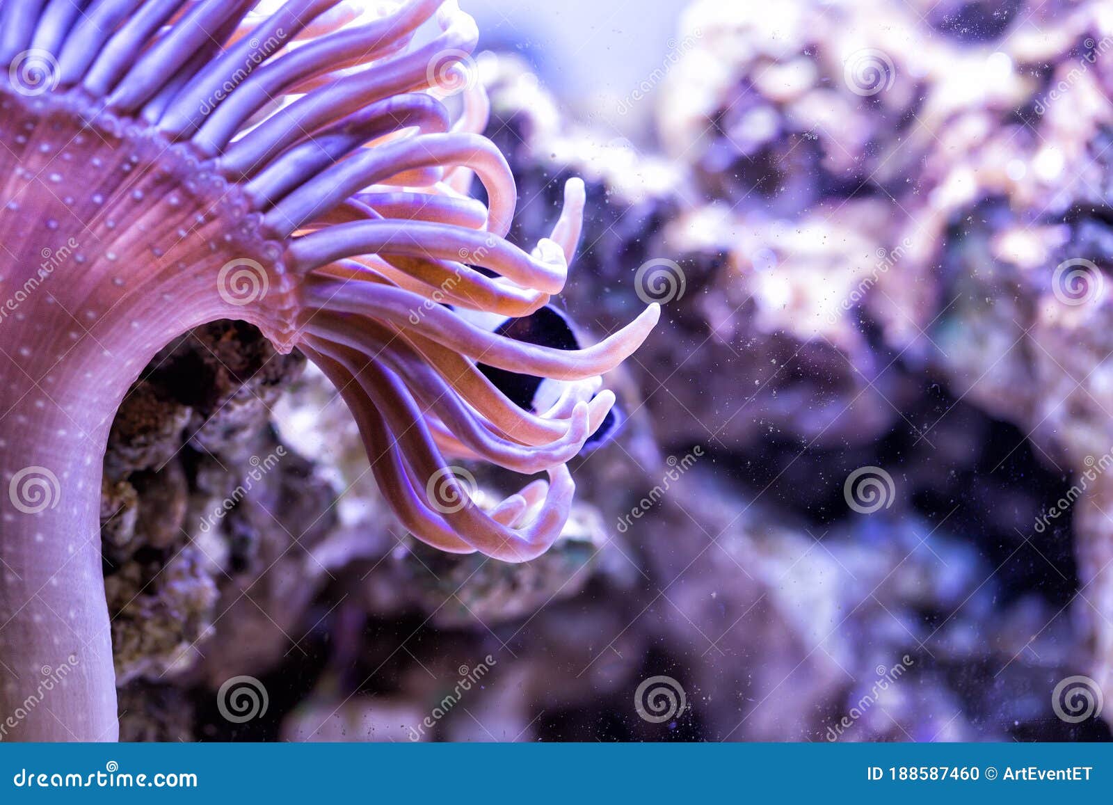 Red purple sea anemone stock photo. Image of nature - 188587460