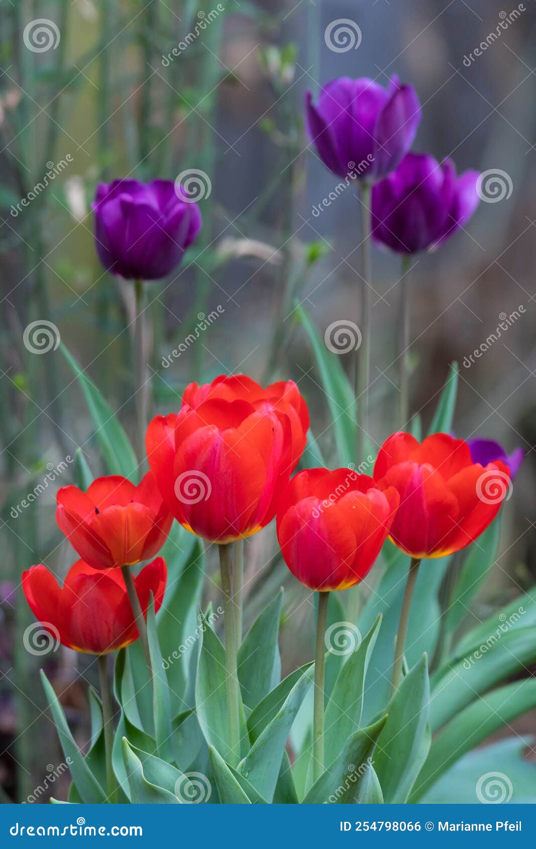 Red and Purple Tulips Blooming in Spring Stock Photo - Image of stamen ...