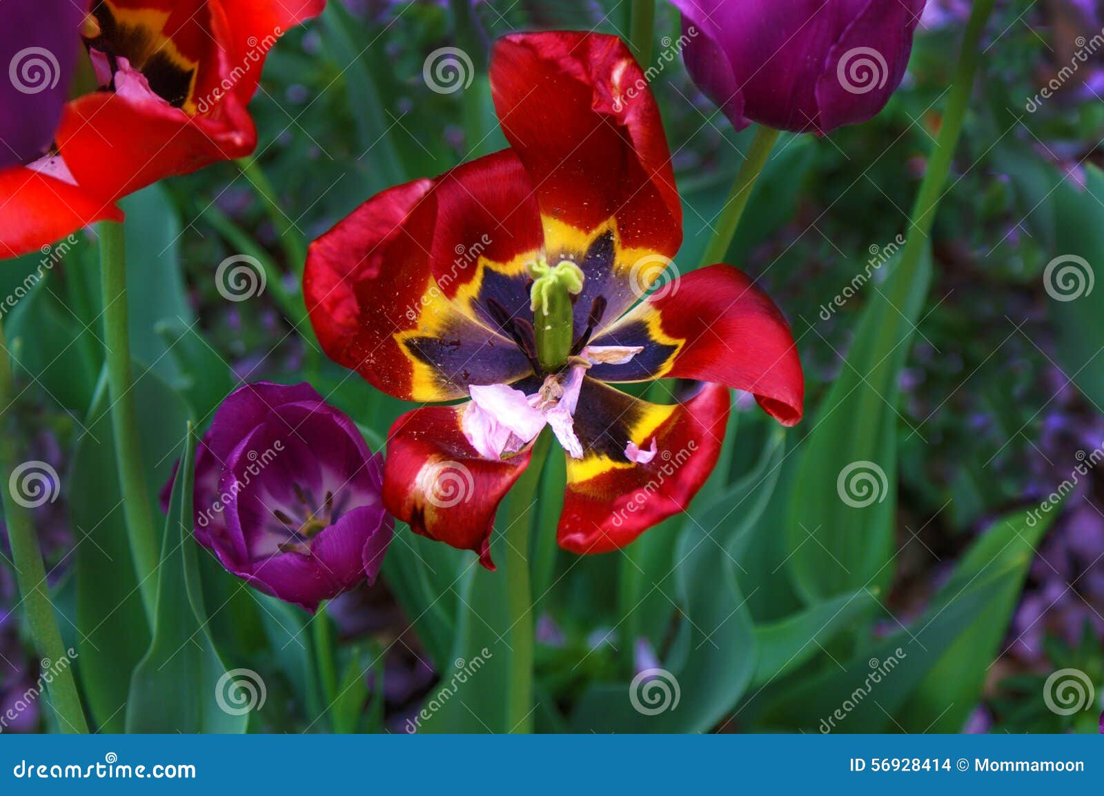 Red and Purple Tulips stock photo. Image of blooming - 56928414
