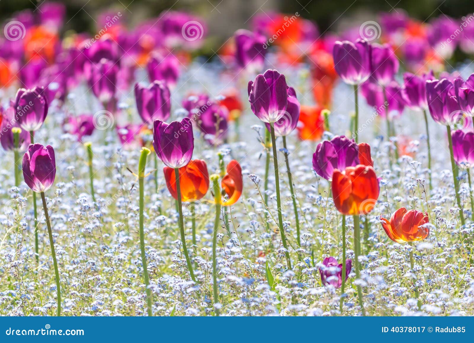 Red and Purple Tulips stock image. Image of petal, season - 40378017