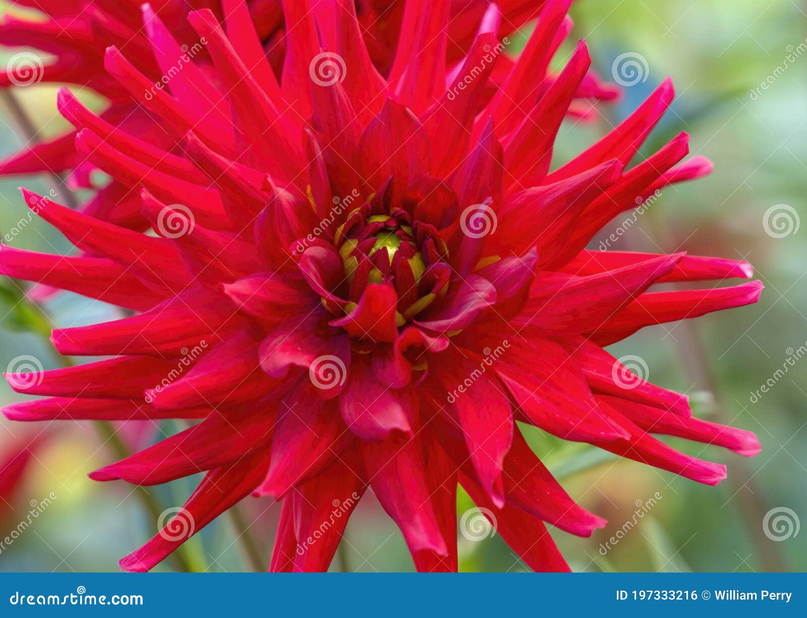 Red Pygmy Dahlia Blooming Macro Stock Photo - Image of flower, natural ...