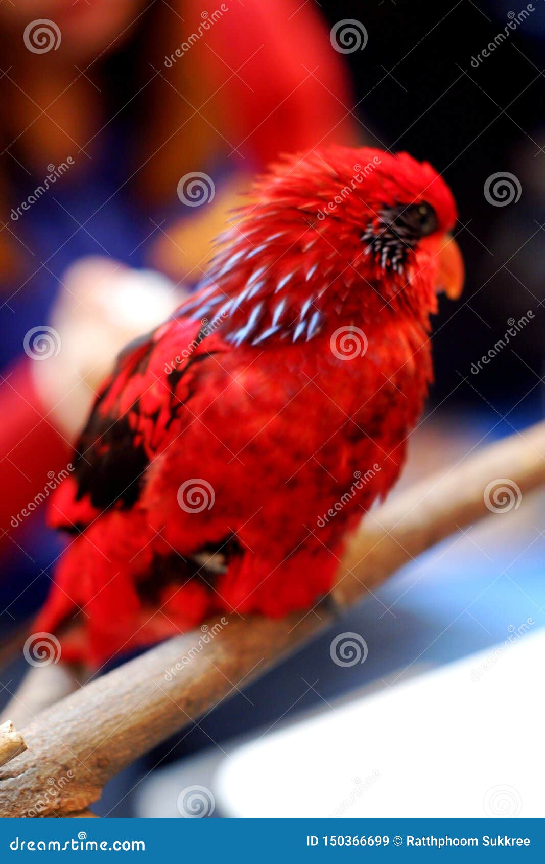 Red pygmy parrot stock image. Image of forest, animal - 150366699