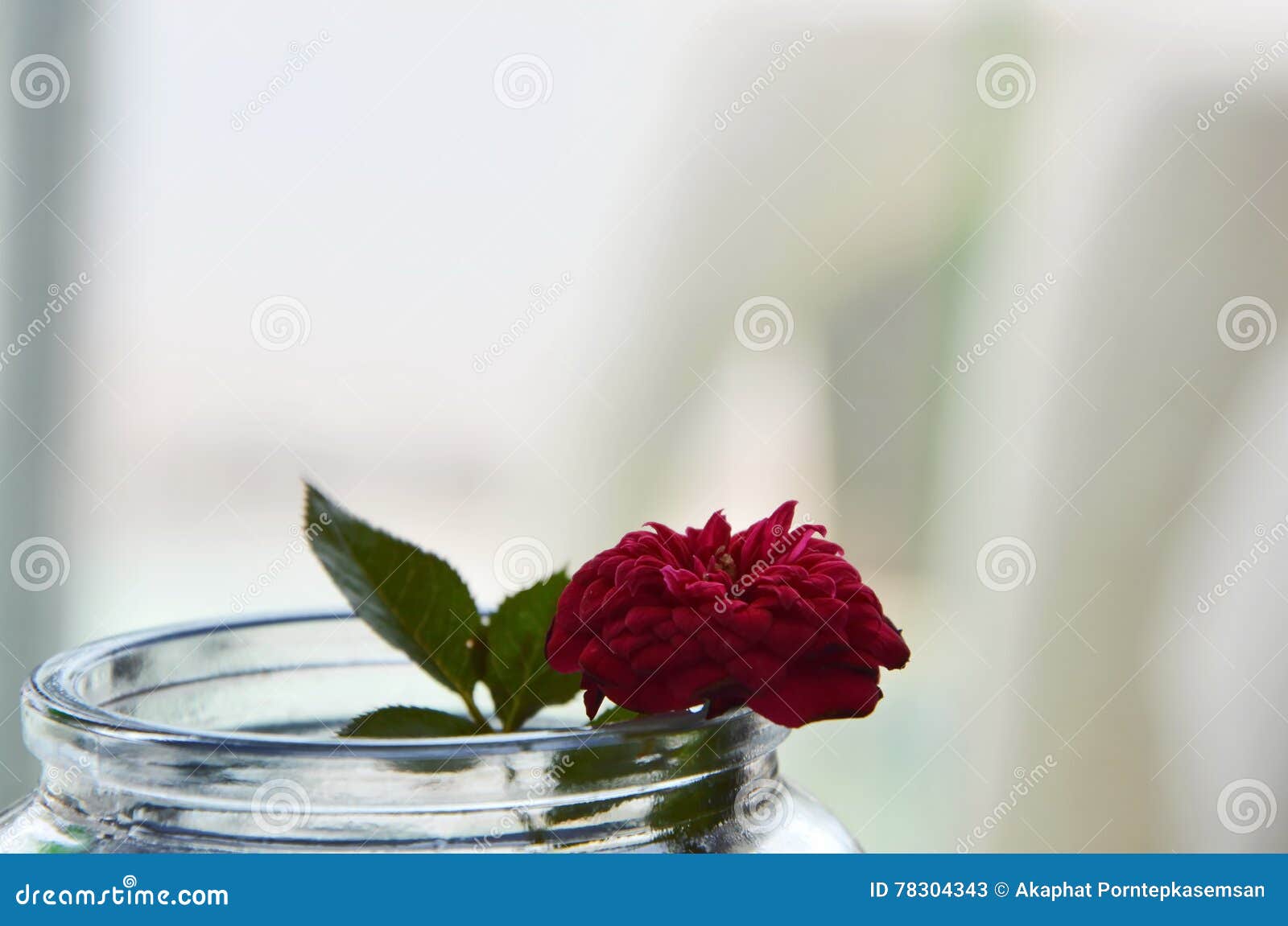 Red Pygmy Rose on Water in Glass Bottle Stock Image - Image of pollen ...
