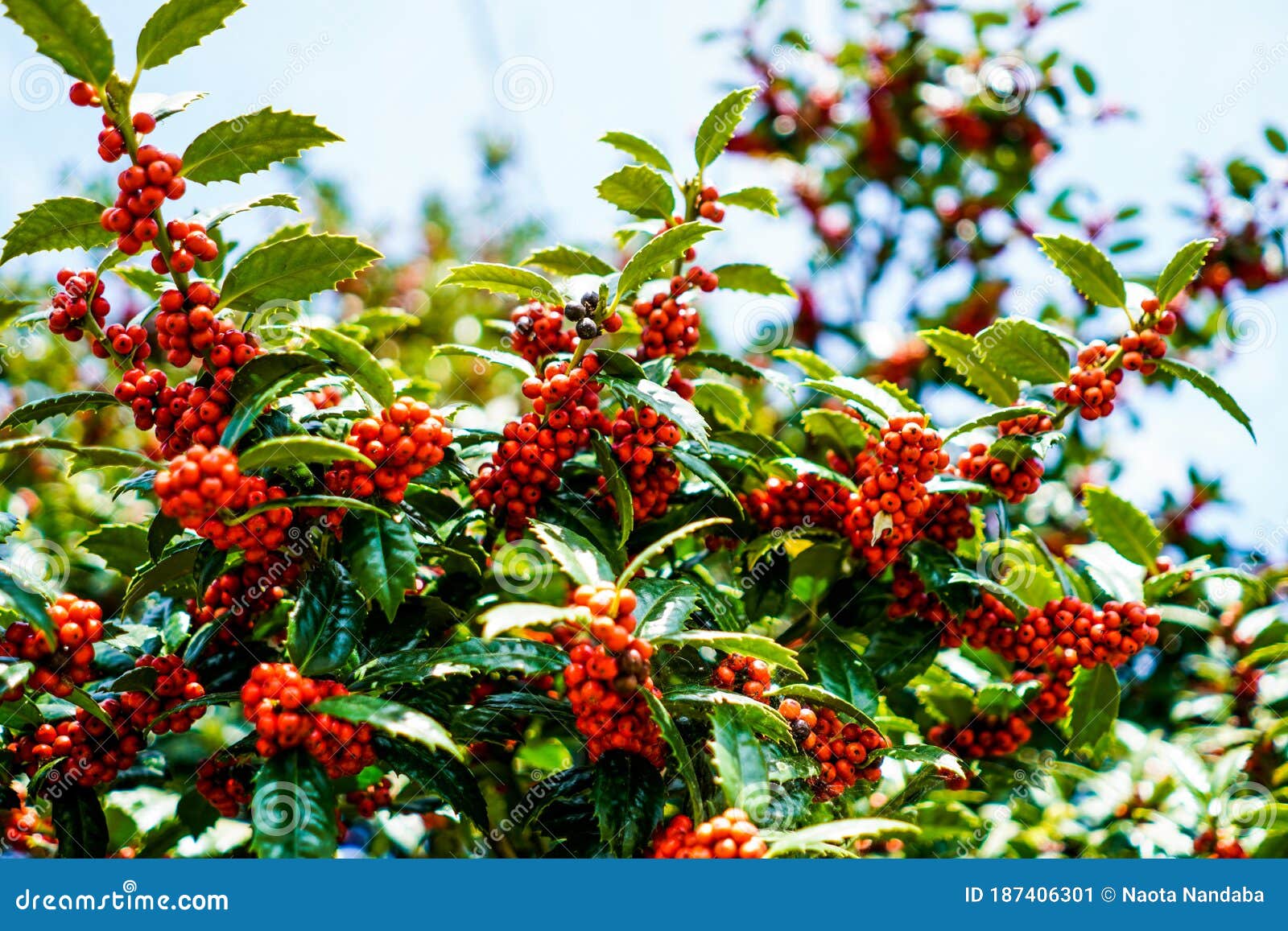 Red Pyracantha Berries in a Tree Stock Image - Image of blooming ...