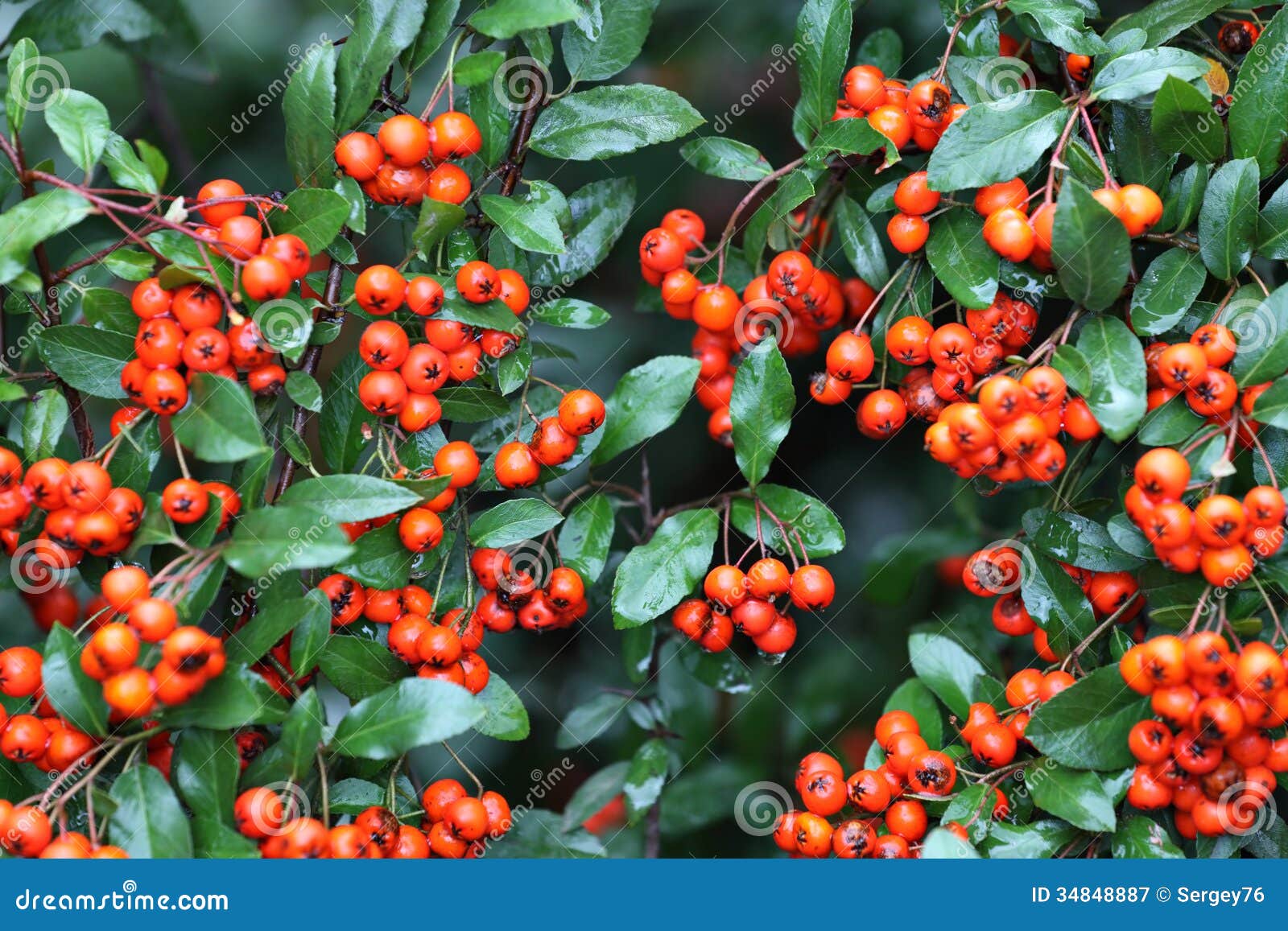 Red Pyracantha Berries with Wet Leaves Stock Image - Image of berries ...