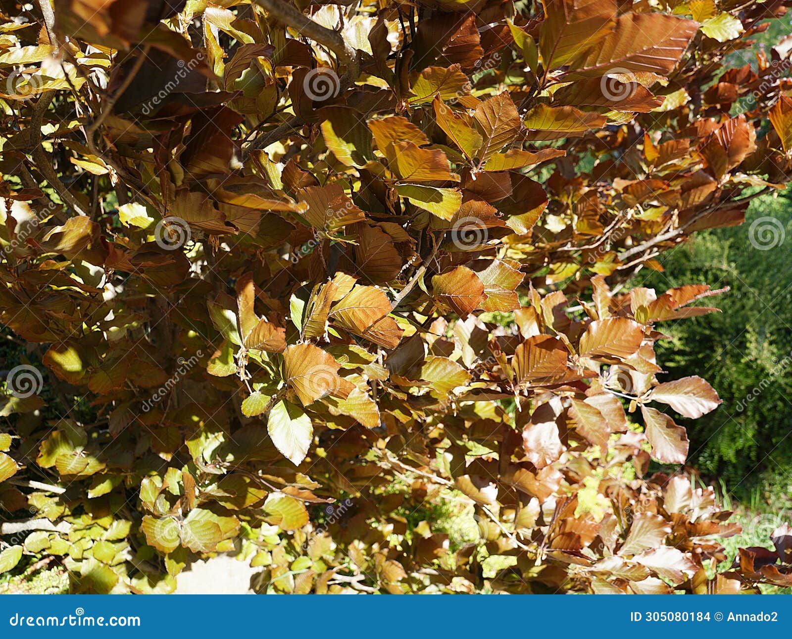 Red Pyramidal Beech Fagus Sylvatica in Sunlight Stock Photo - Image of ...