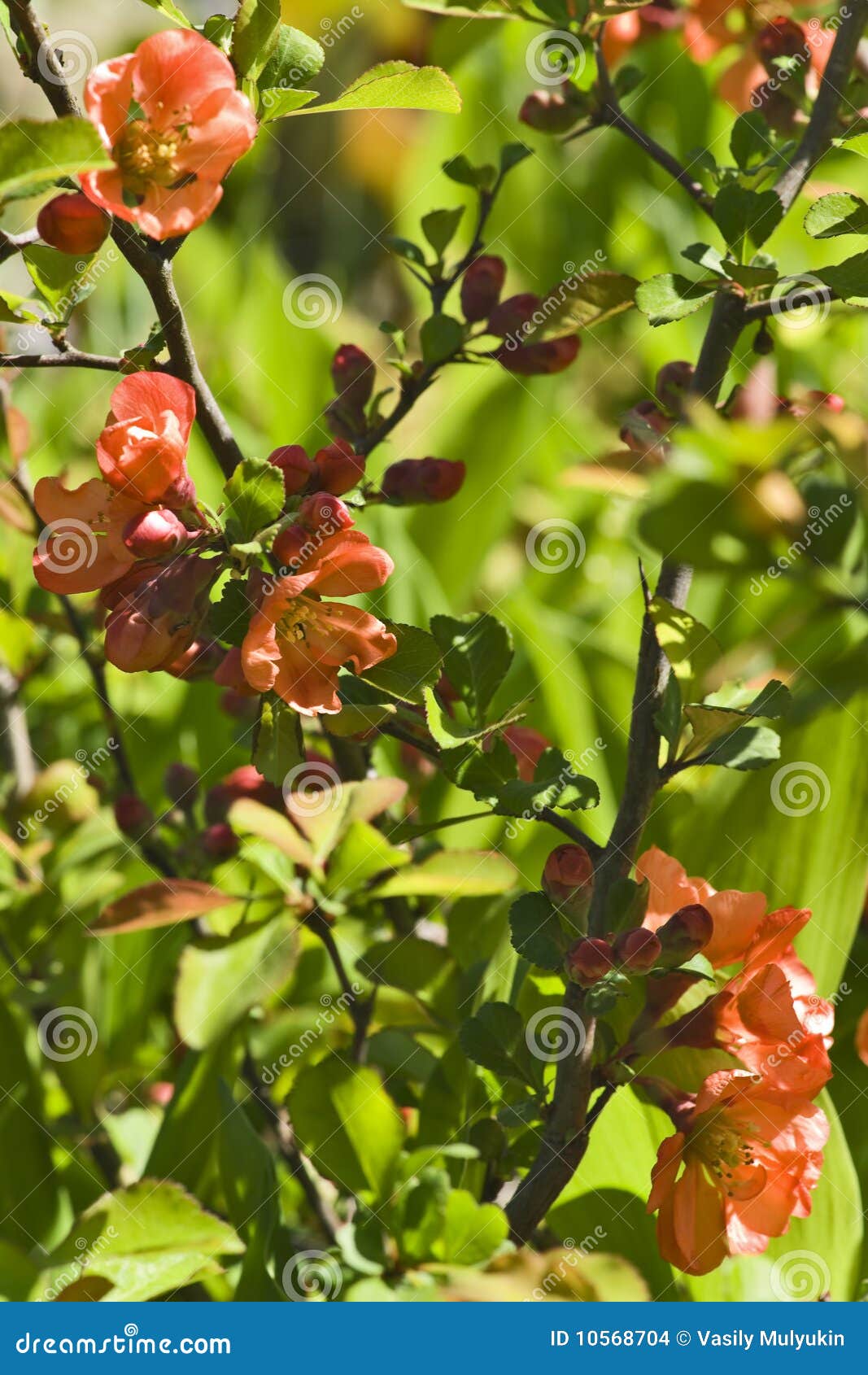 Red Queen-apple Tree Flowers Vertical Stock Photo - Image of outdoor ...