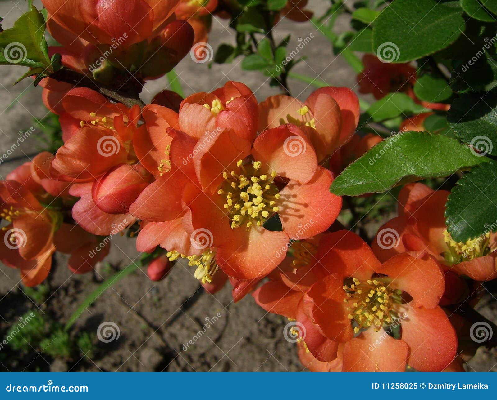 Red quince stock image. Image of quince, springtime, beauty - 11258025