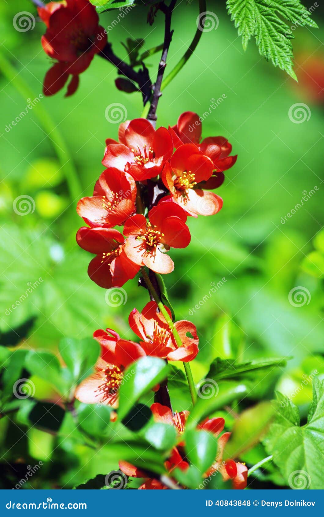 Red quince flower. stock photo. Image of nature, outdoors - 40843848