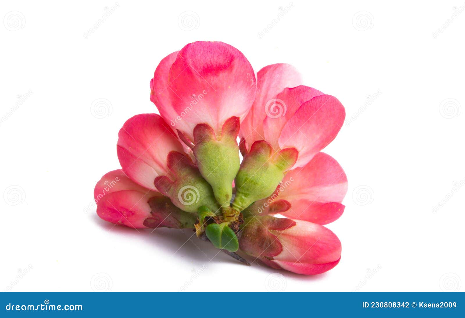 Red quince flower isolated stock photo. Image of buds - 230808342