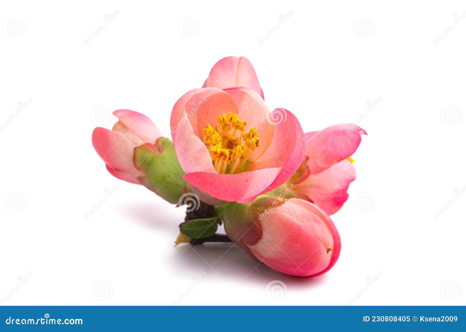 Red quince flower isolated stock image. Image of buds - 230808405