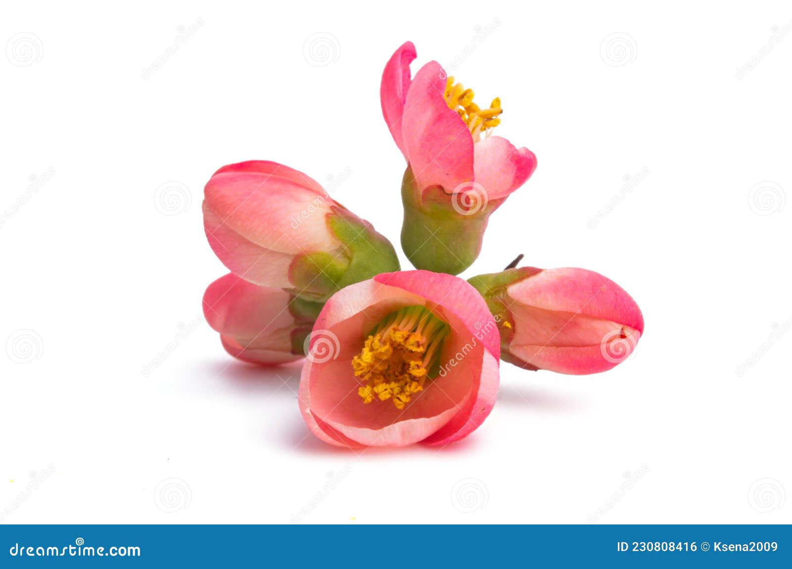 Red quince flower isolated stock photo. Image of chaenomeles - 230808416