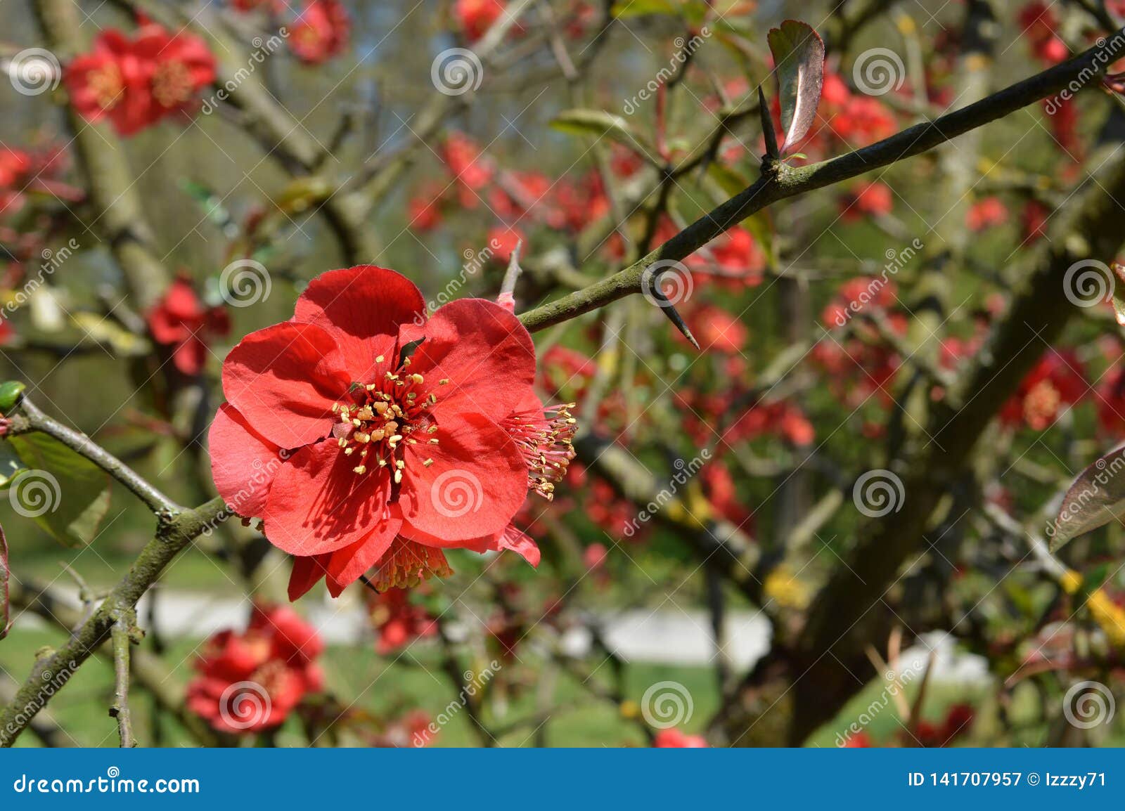 Red quince flowers stock image. Image of tree, ornamental - 141707957