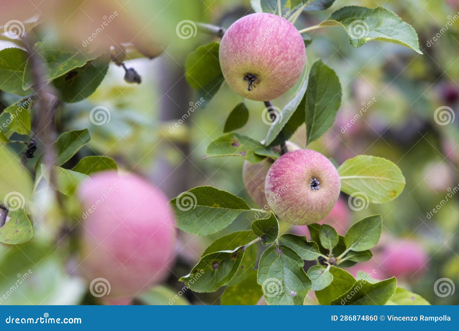 Red quince stock photo. Image of blossom, flower, green - 286874860