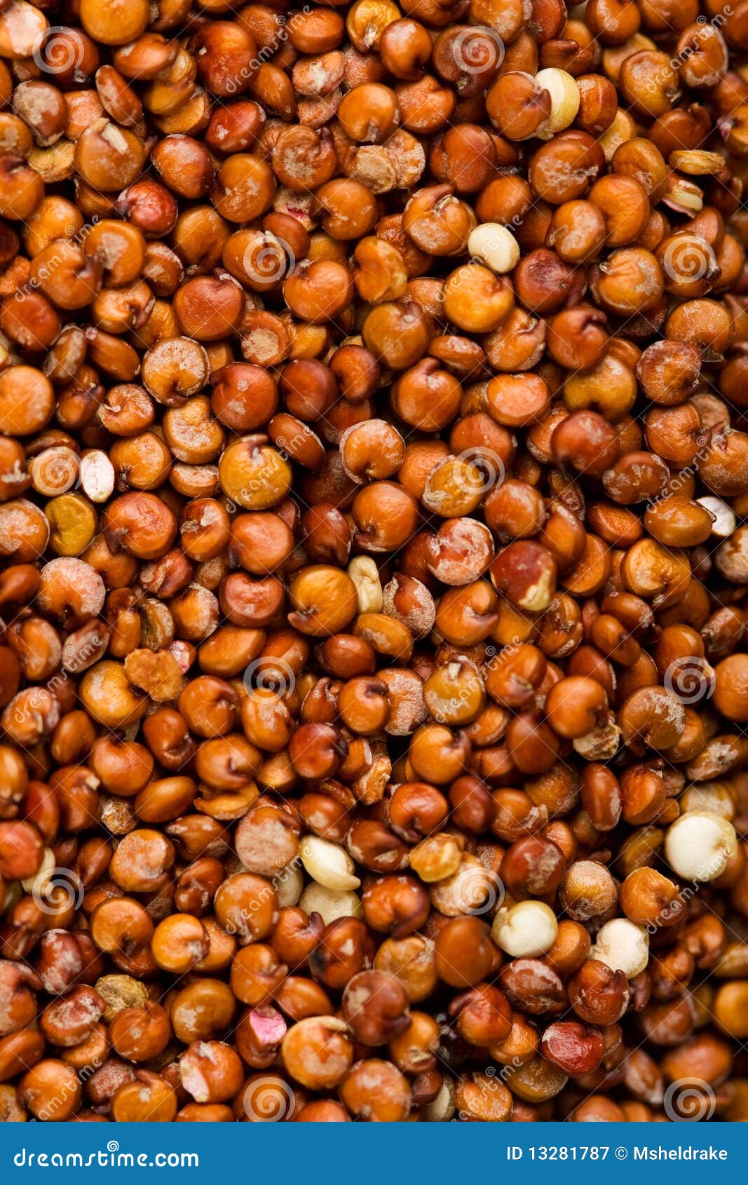 Red Quinoa stock image. Image of grain, texture, white - 13281787