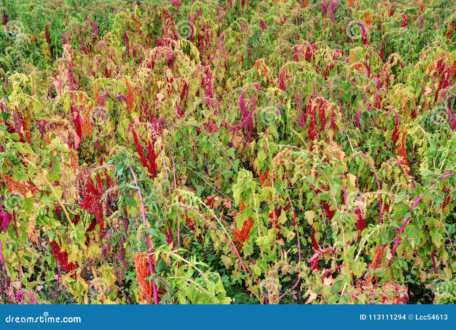 Red Quinoa Tree in the Farm Stock Photo - Image of house, ranch: 113111294
