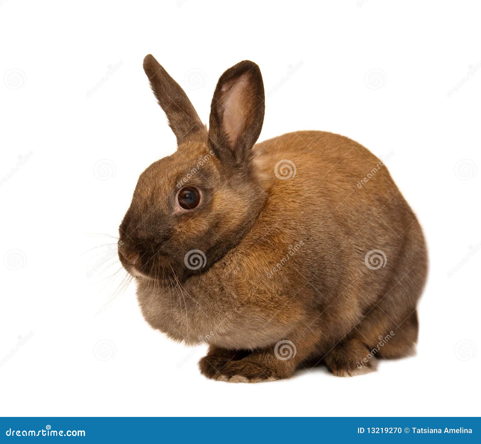 Red rabbit stock photo. Image of studio, rodent, profile - 13219270