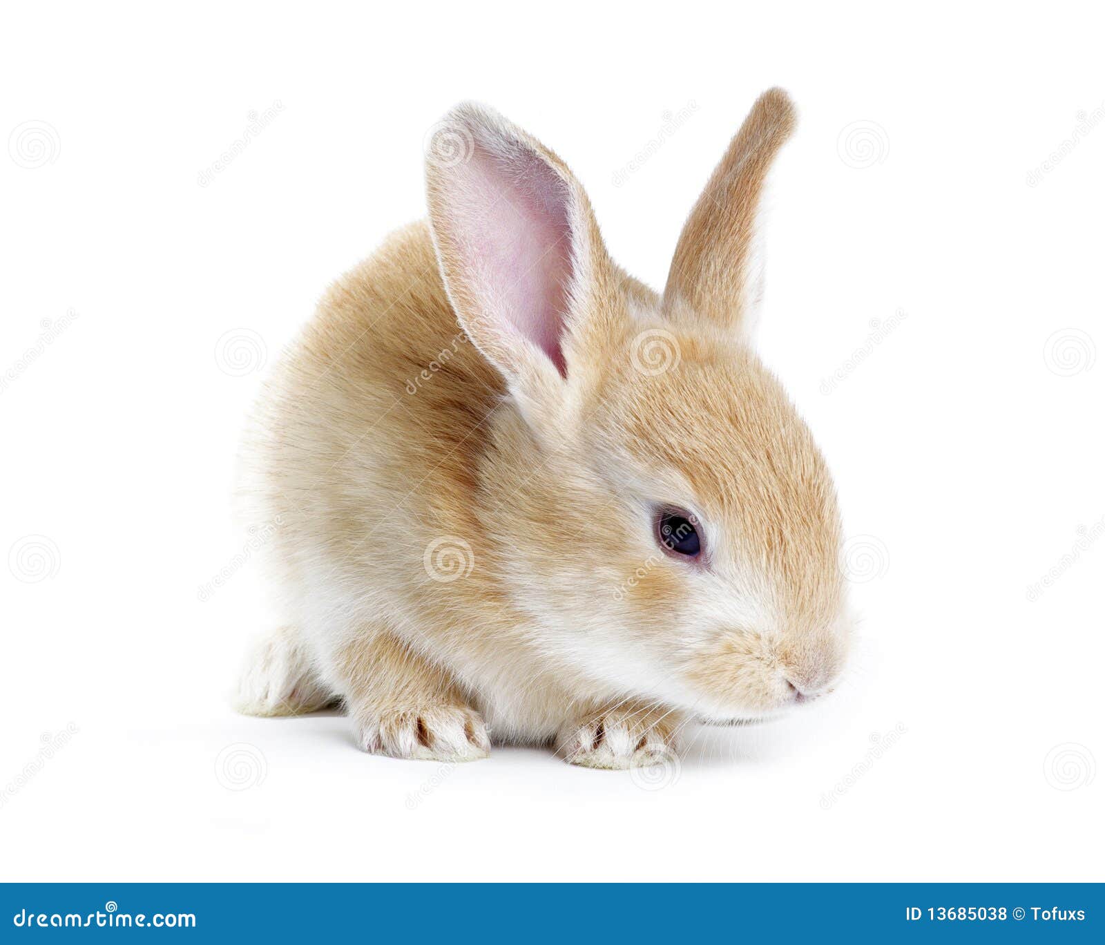 Red rabbit stock photo. Image of background, young, cutout - 13685038