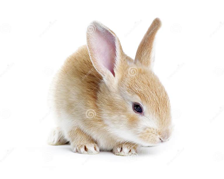 Red rabbit stock photo. Image of background, young, cutout - 13685038