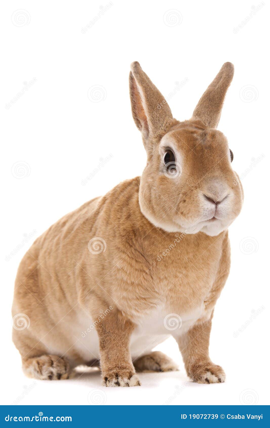 Red rabbit stock image. Image of watching, easter, white - 19072739