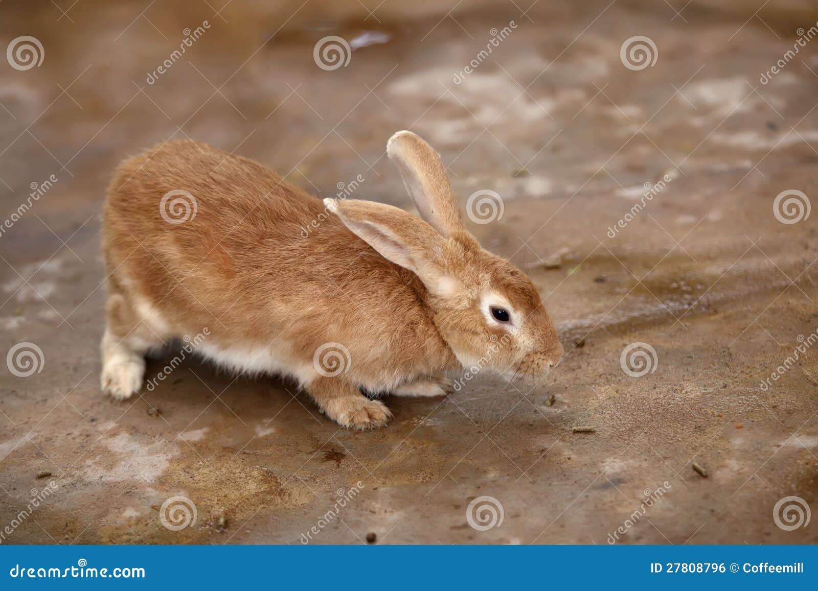The red rabbit stock photo. Image of animal, ears, fluffy - 27808796