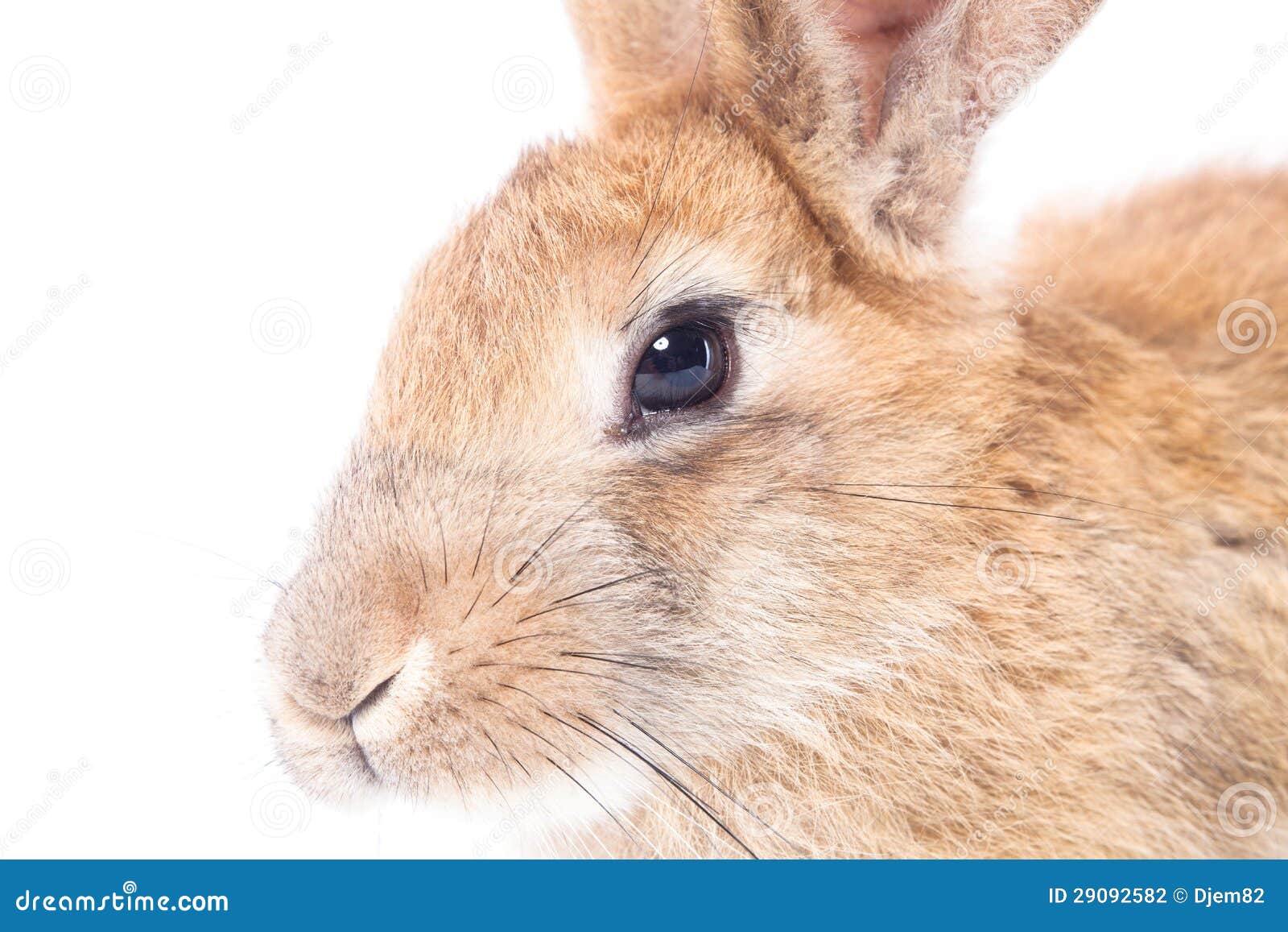 Red rabbit stock photo. Image of claws, fluffy, adorable - 29092582