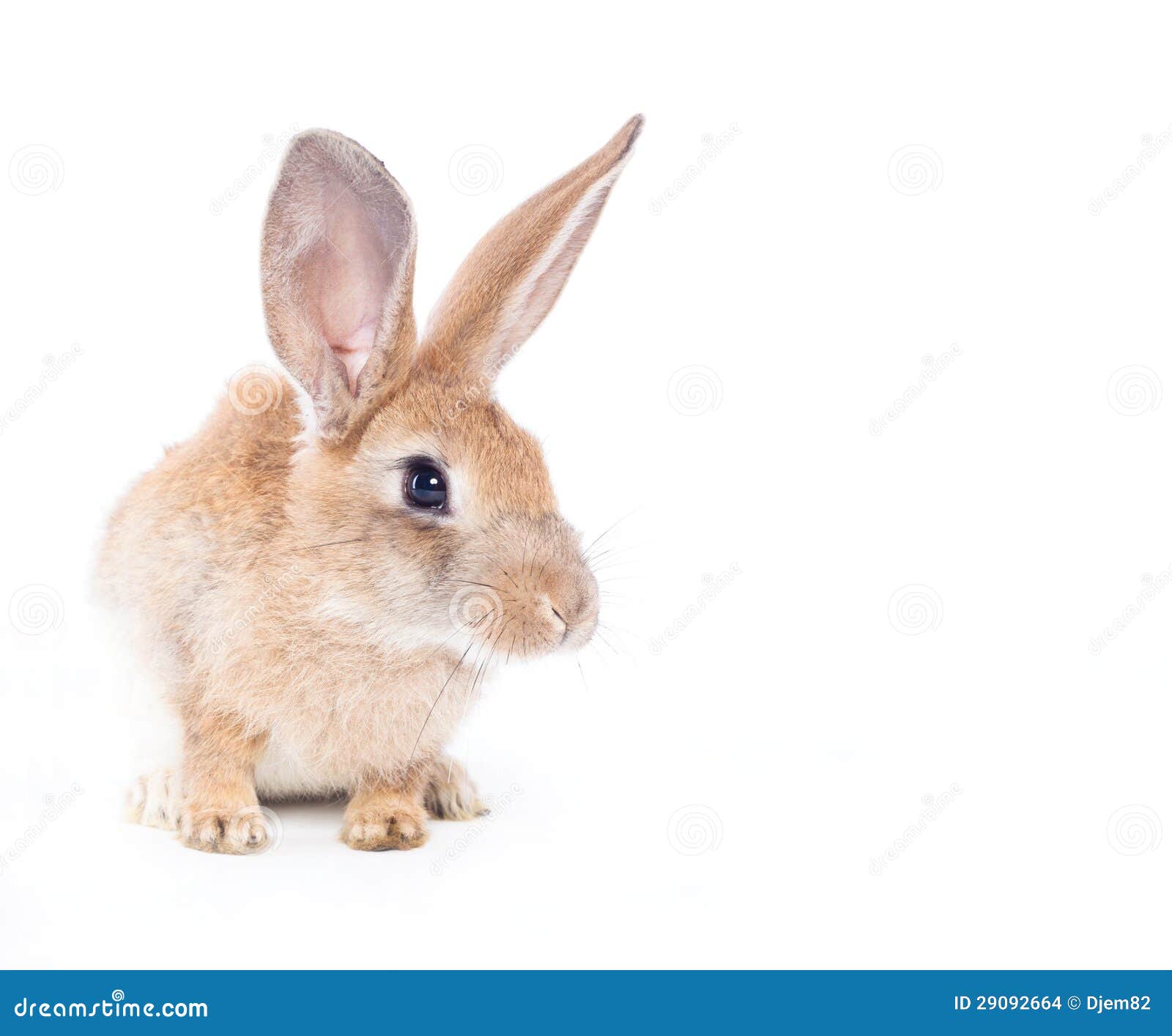 Red rabbit stock photo. Image of domestic, cuddly, bunny - 29092664