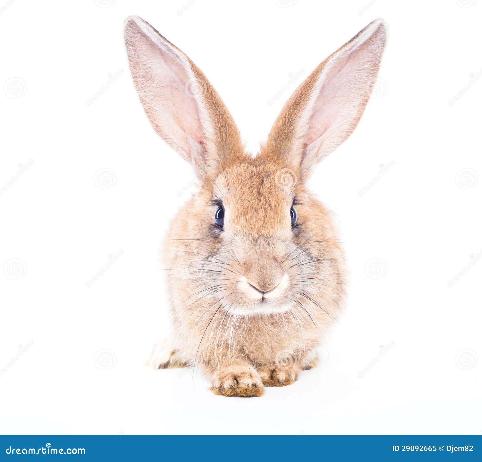 Red rabbit stock image. Image of hair, creature, animal - 29092665