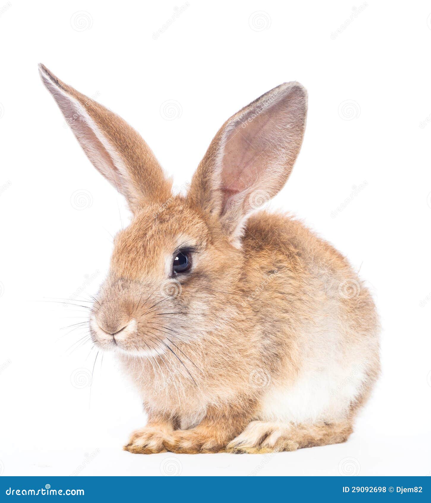Red rabbit stock photo. Image of hair, farm, life, elegant - 29092698
