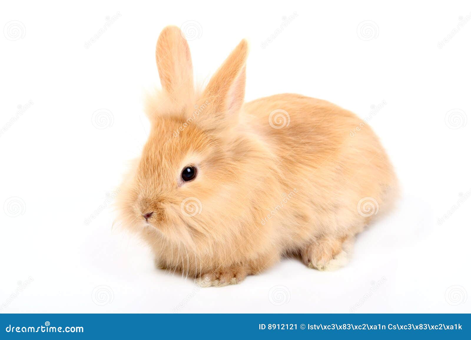 Red rabbit stock image. Image of nosing, clean, domestic - 8912121