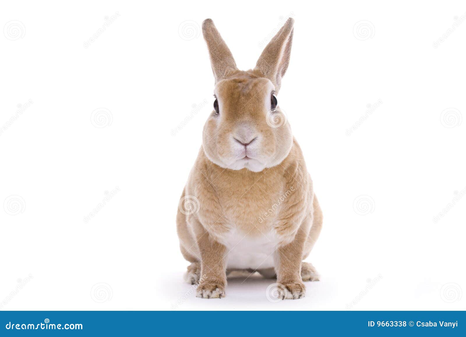399 Nosy Rabbit Photos - Free & Royalty-Free Stock Photos from Dreamstime