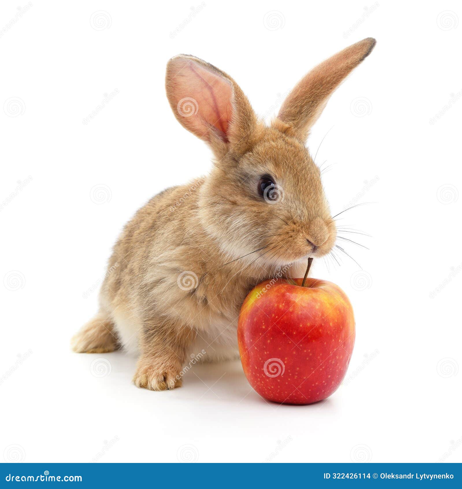 Red rabbit and apple stock photo. Image of live, wildlife - 322426114