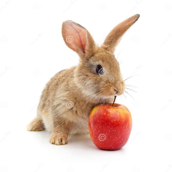 Red rabbit and apple stock photo. Image of live, wildlife - 322426114