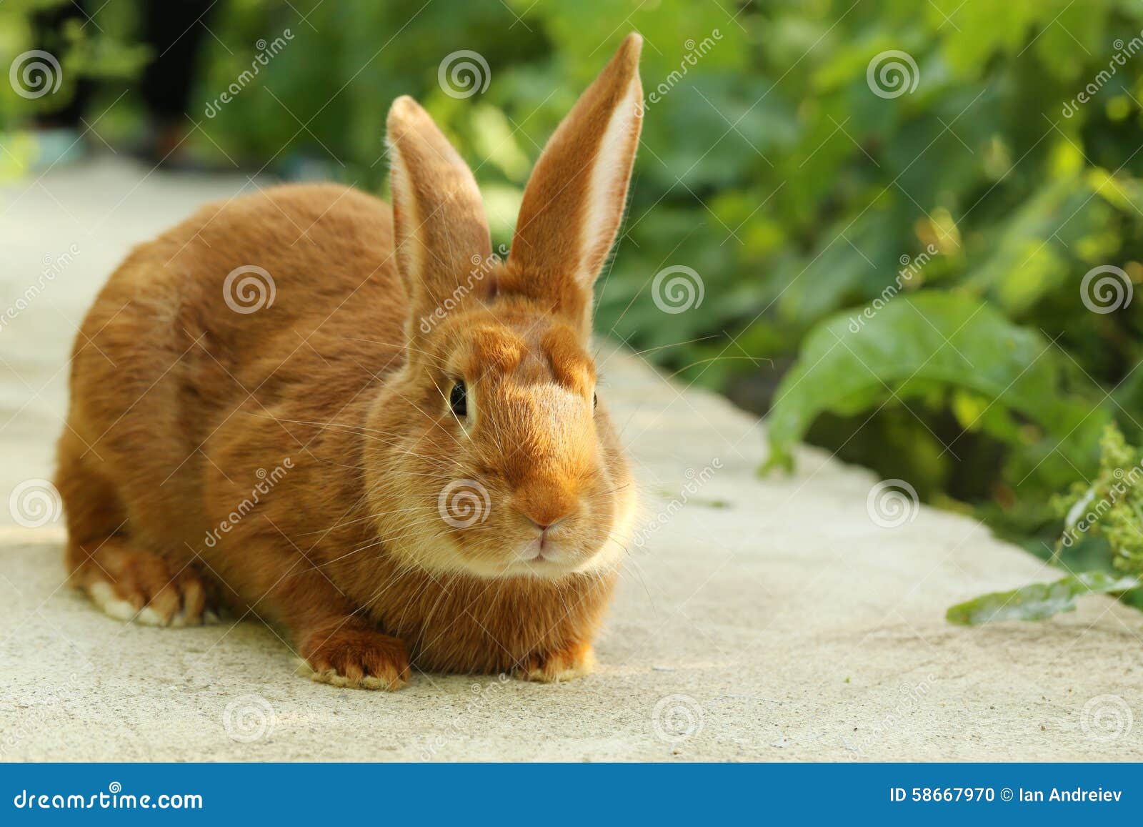 Red rabbit stock photo. Image of animal, outdoors, bunny - 58667970