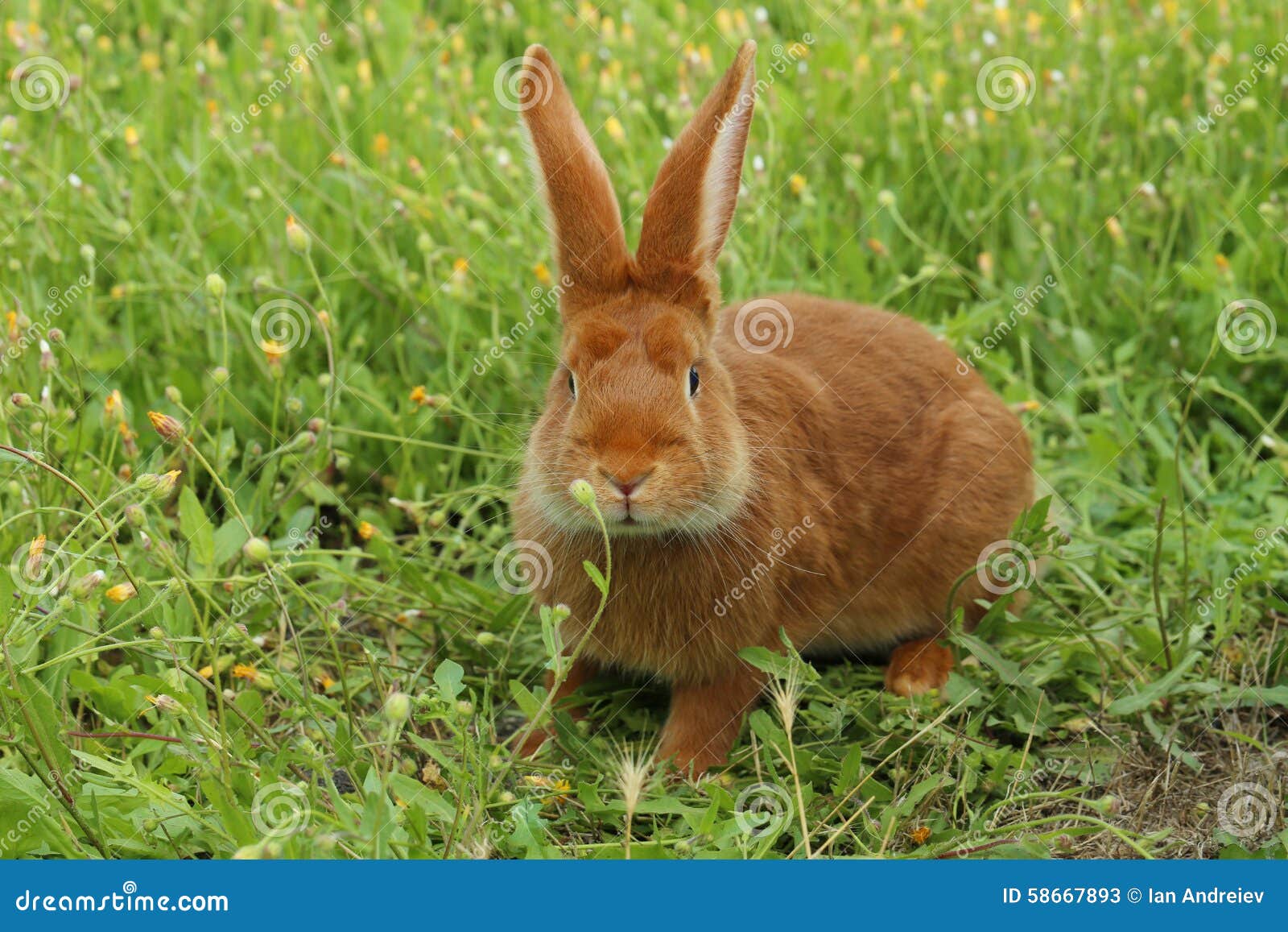 Red rabbit stock image. Image of grass, fluffy, cute - 58667893