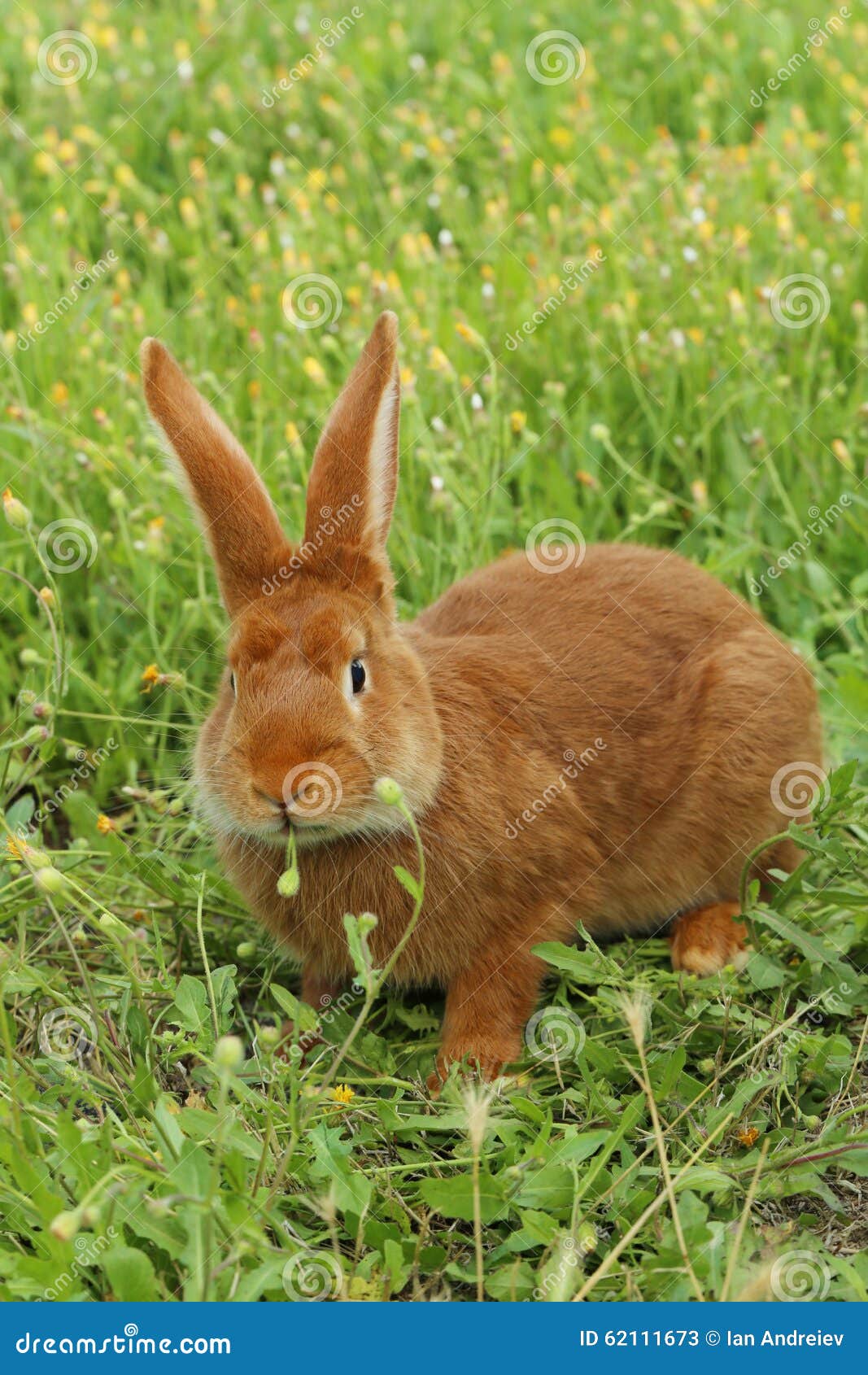 Red rabbit stock image. Image of looking, nervous, brown - 62111673