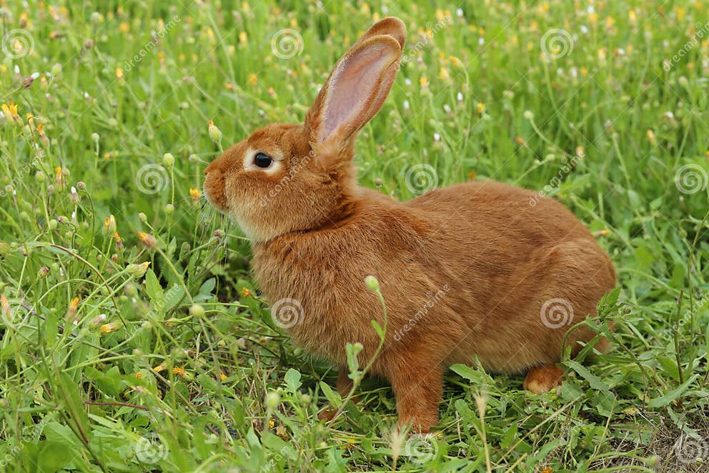 Red rabbit stock image. Image of orange, curious, observing - 63693607